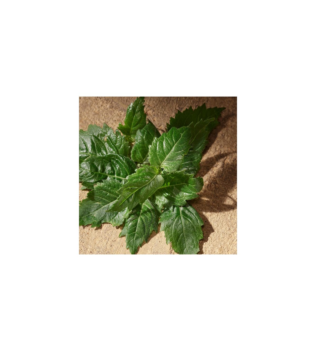 Devotion Pour Homme EDP - dolce-gabbana | Perfumerías Avenida